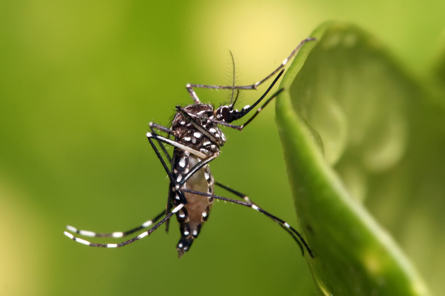 Why Are There So Many Mosquitoes Biting Us This Winter? - Termite ...