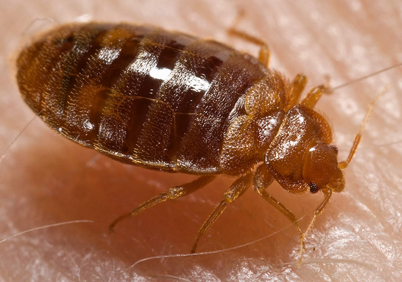 Bed Bug-Infested Donation May Cause Thrift Shop To Permanently Shut ...